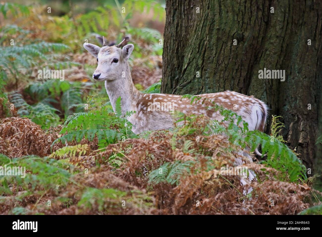 Immature male Fallow Deer Stock Photo - Alamy