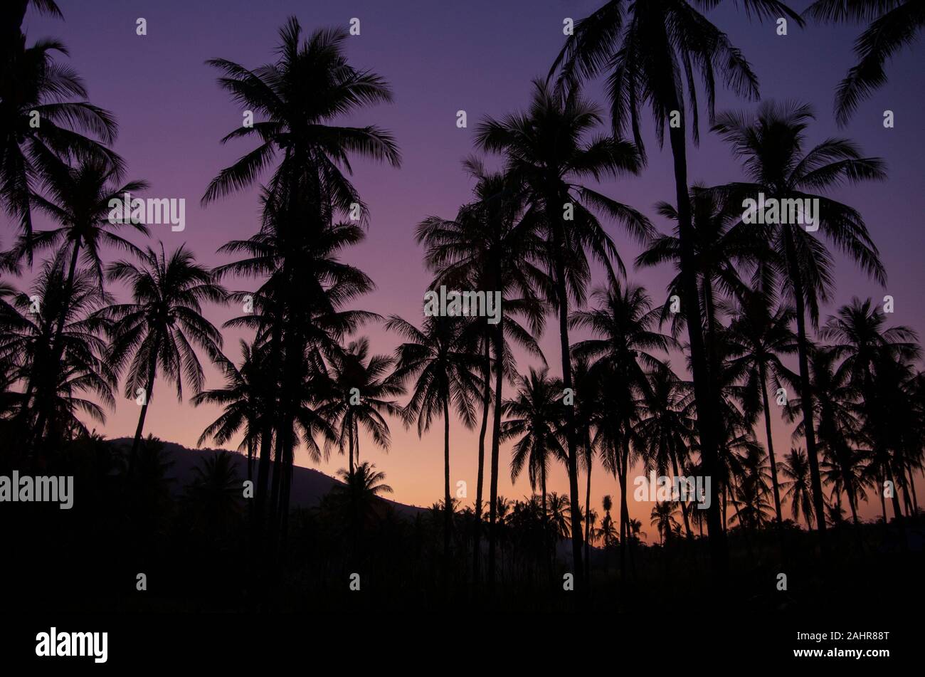 Tropical sunset with palm trees, endless holiday, summer vibe Stock ...