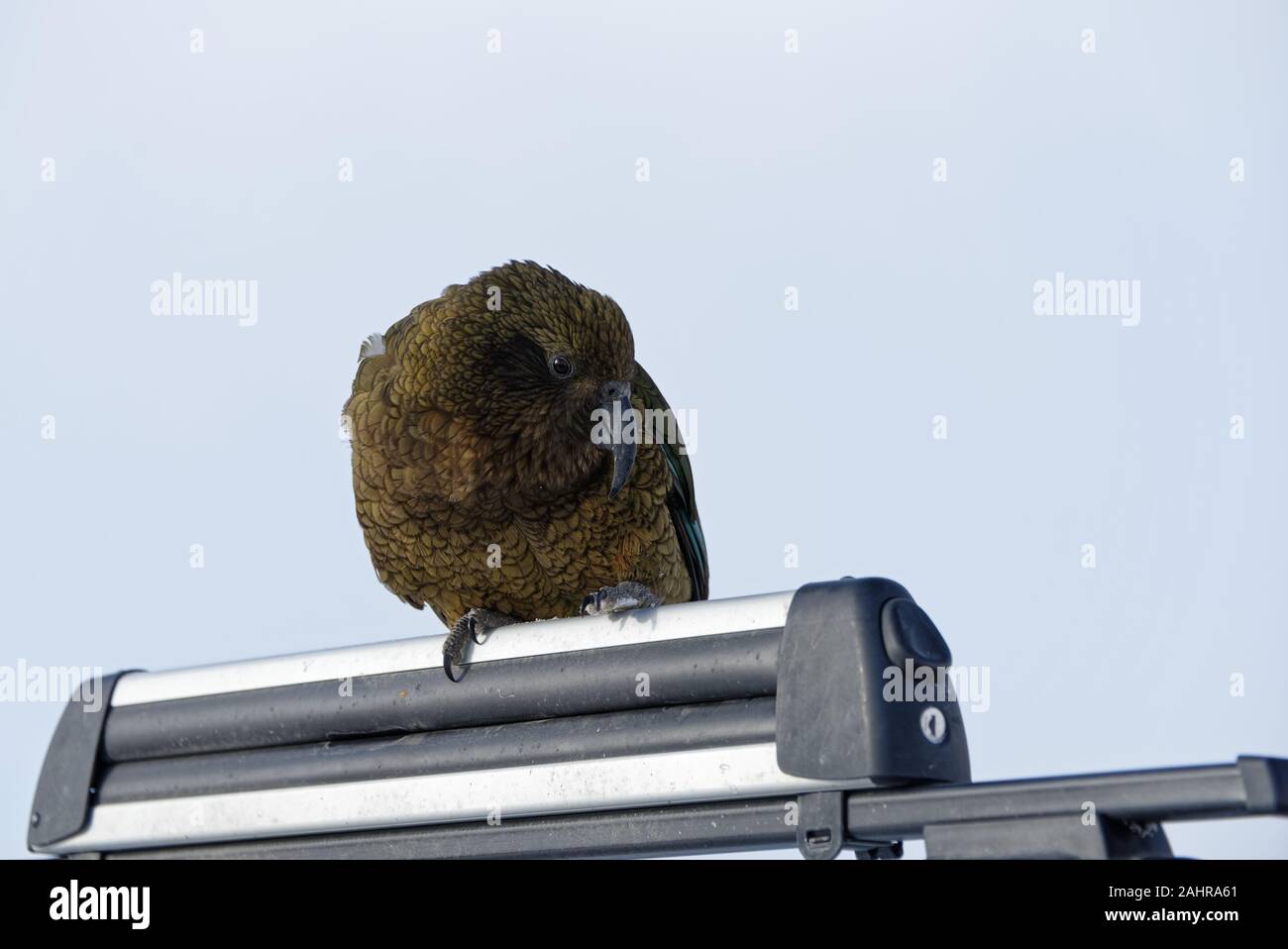 The world's only alpine parrot sitting on a car's roof rack Stock Photo ...