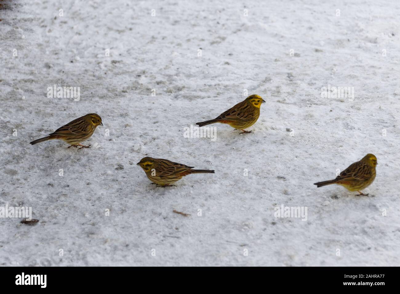 Yellow hammer bird hi-res stock photography and images - Alamy
