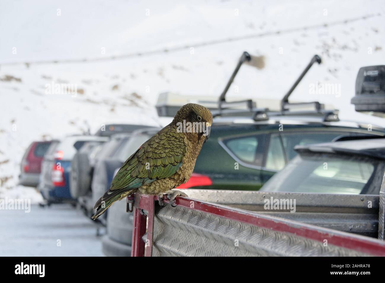Kea at vehicle hi-res stock photography and images - Alamy