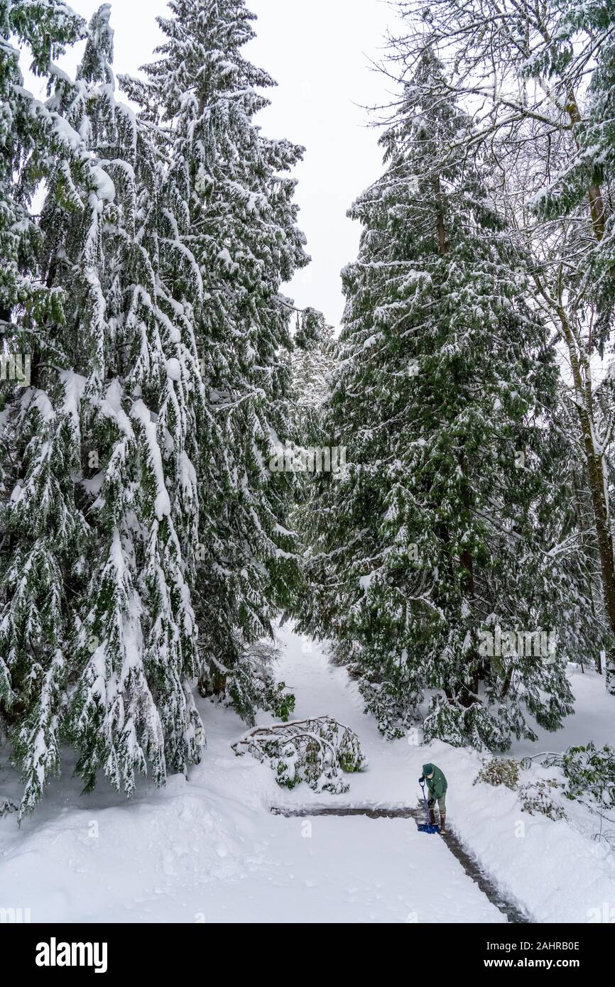 Issaquah, Washington, USA. Mature man shoveling deep snow in his ...
