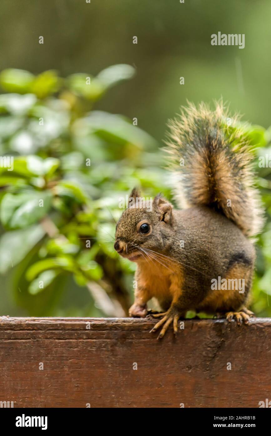 Issaquah, Washington, USA. Douglas Squirrel sitting on a deck railing ...