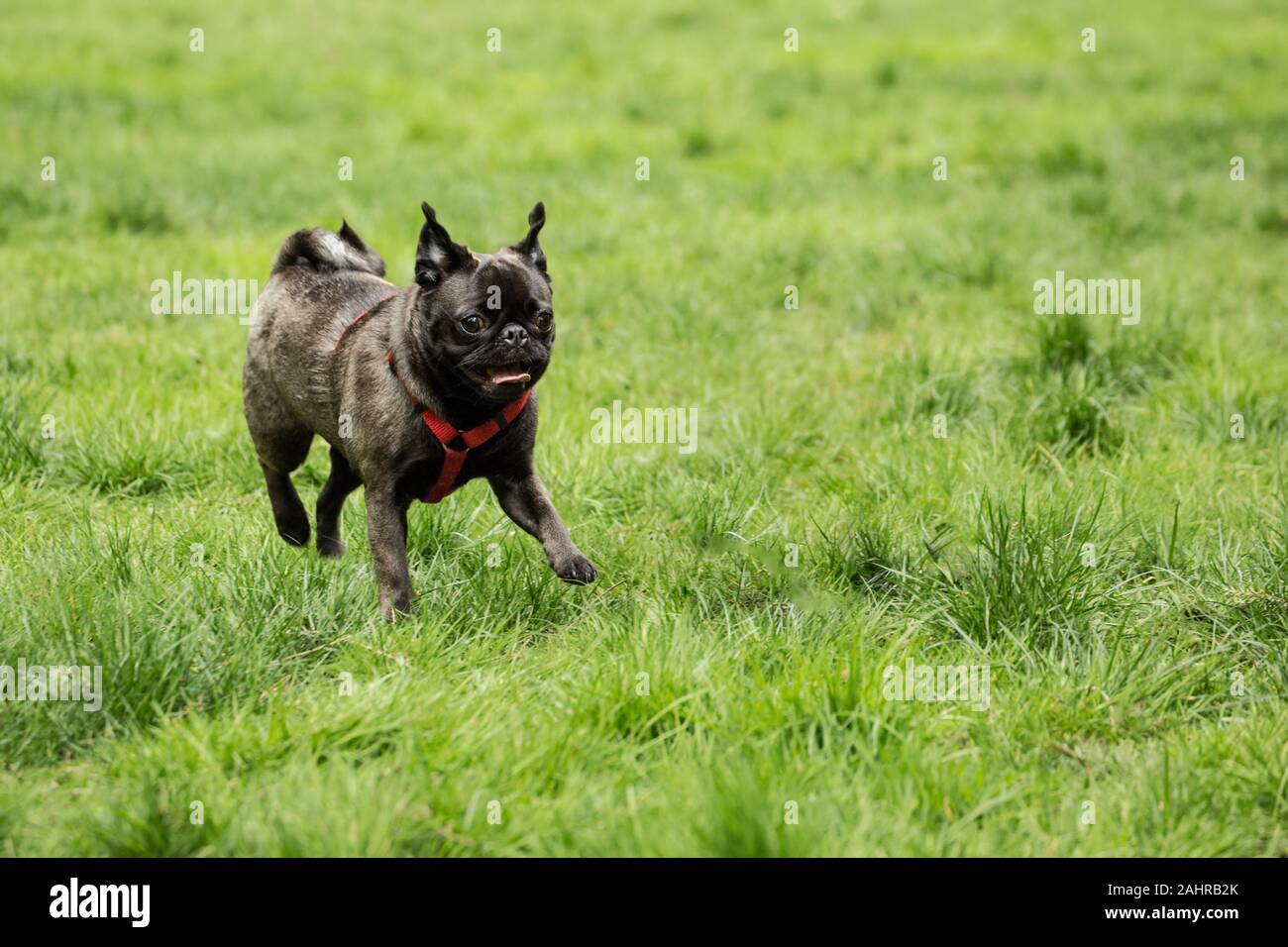 Frolicking in grass hi-res stock photography and images - Alamy