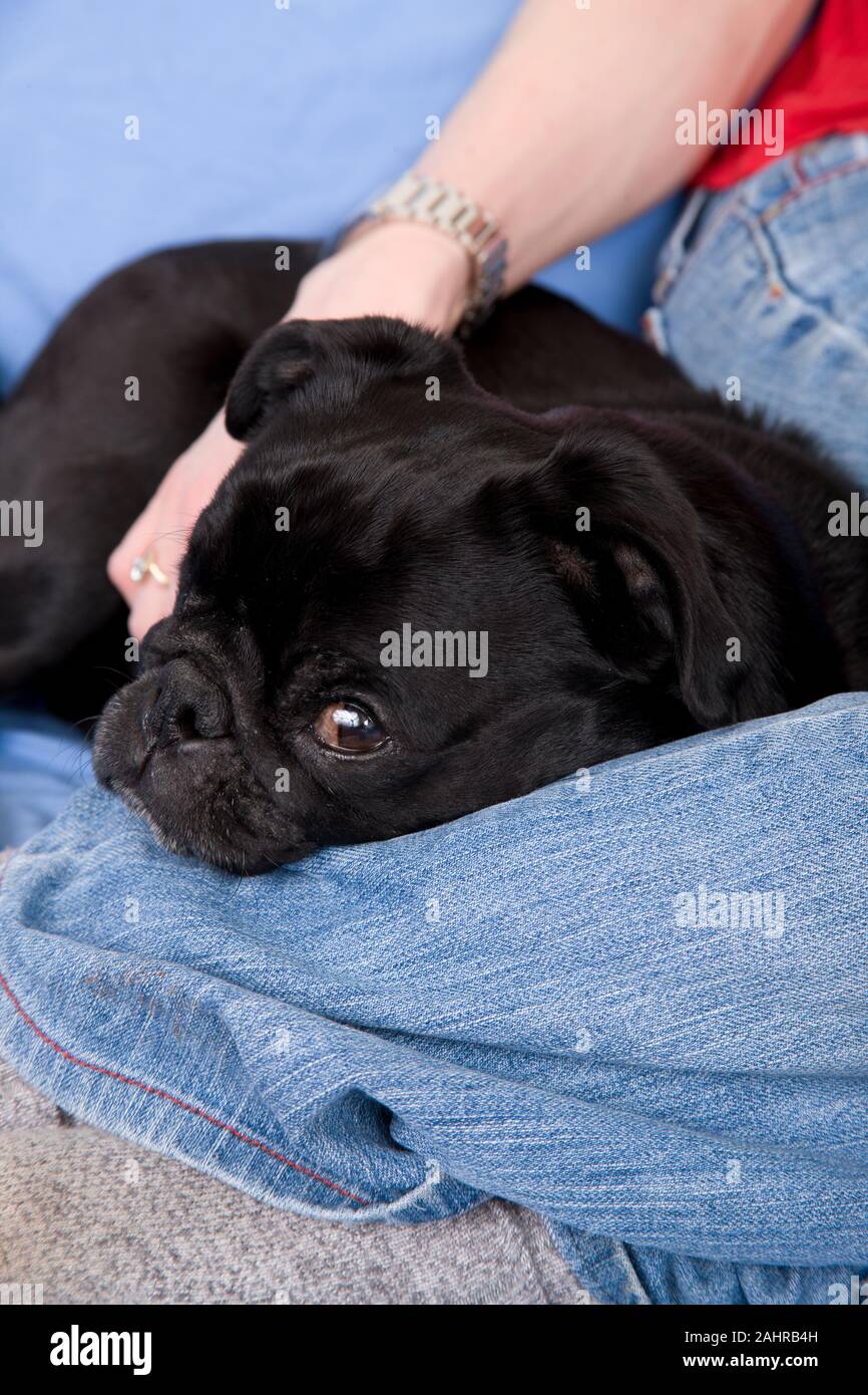 One-eyed black Pug, Frank, cuddling with his owner on the sofa. (MR ...