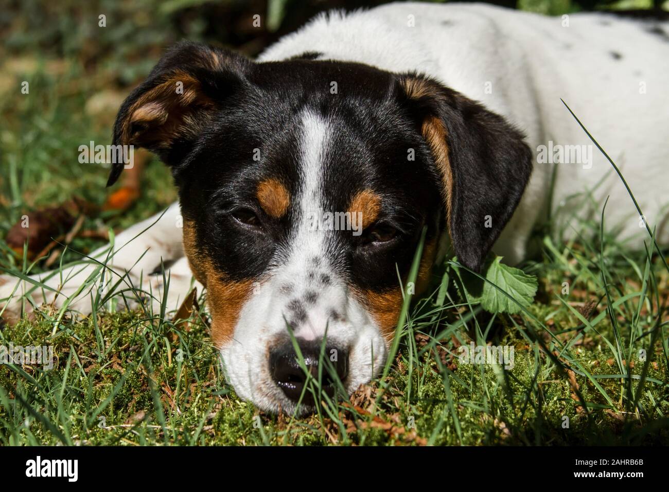 Fox Terrier Hound Mix
