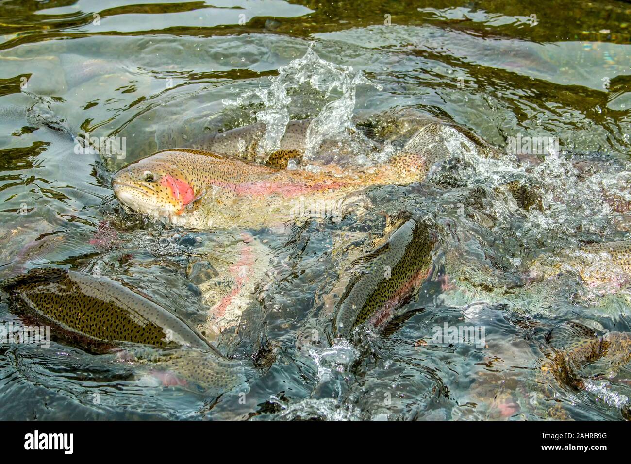 Surface pond fish hi-res stock photography and images - Alamy