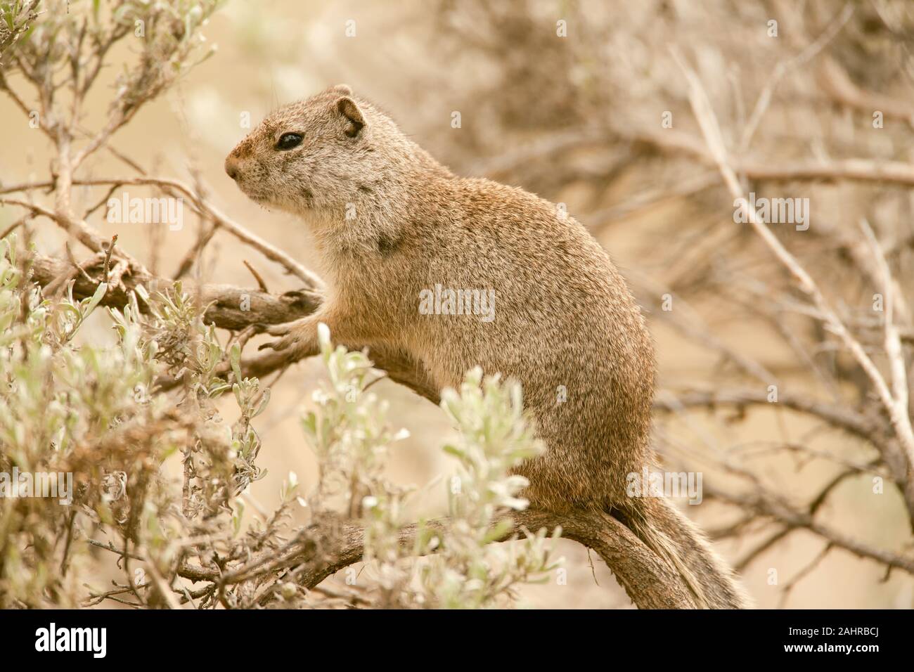 Uinta Ground Squirrel High Resolution Stock Photography and Images - Alamy