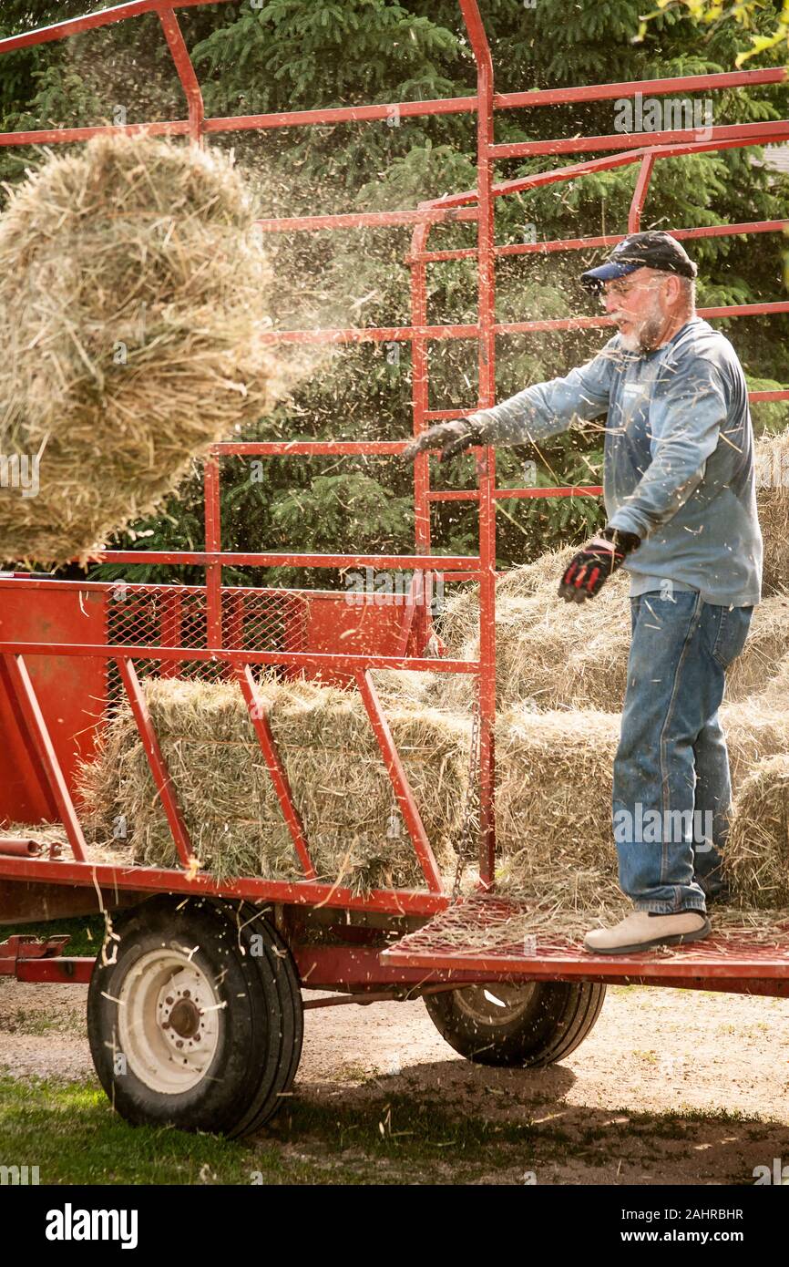 Man pitching bales of hay out of a hay wagon, to be moved into the barn ...