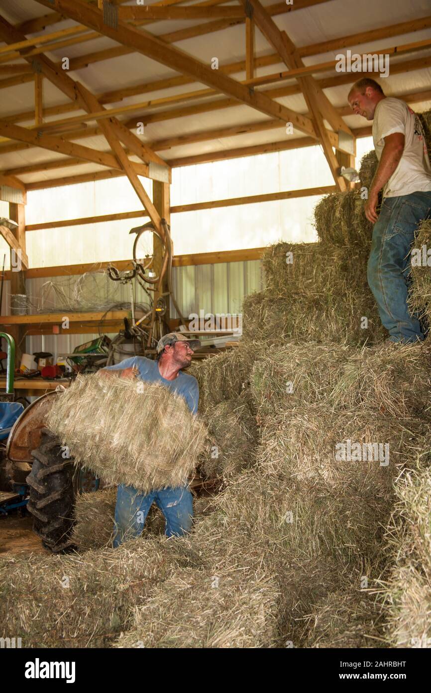 Men pitching and stacking bales of aromatic hay in the barn, near ...