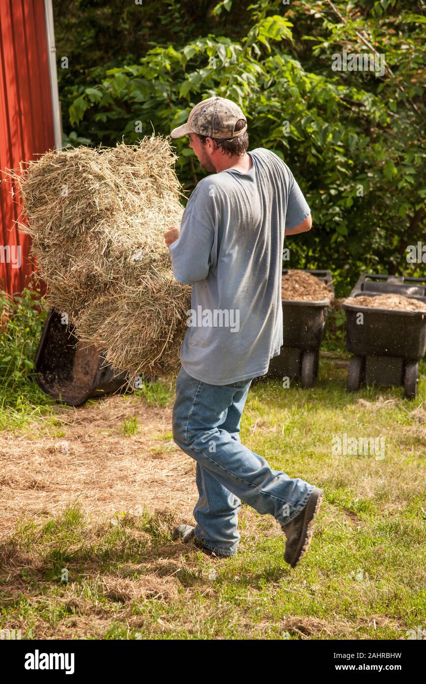 Man carrying bale of orchard grass alfalfa mix hay into the barn, near ...