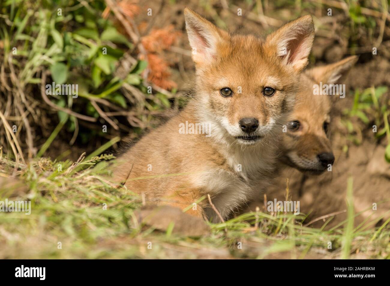Wolf den hi-res stock photography and images - Alamy