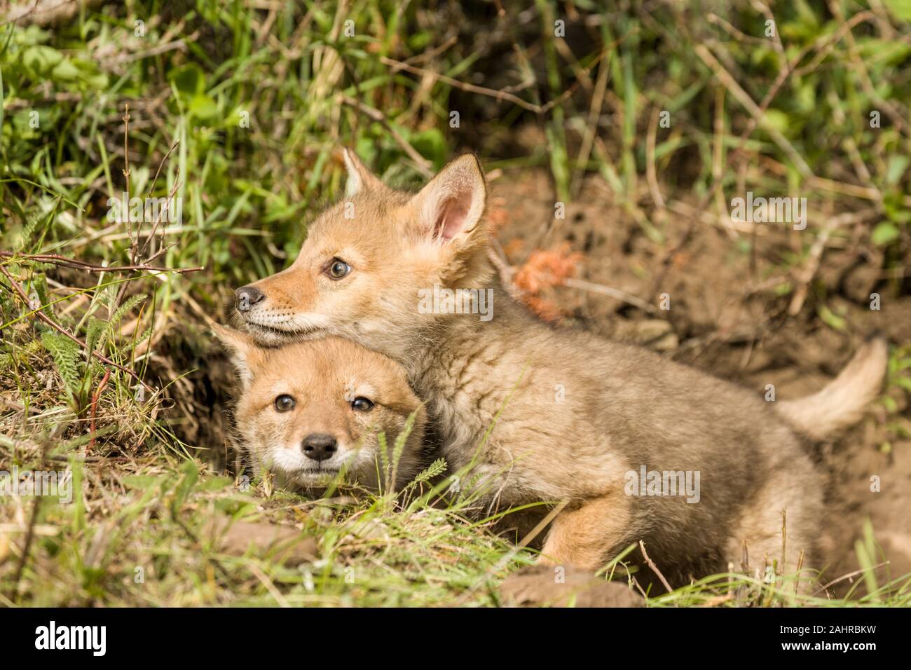 Two grey wolf pups at the edge of their den, with one climbing over the ...