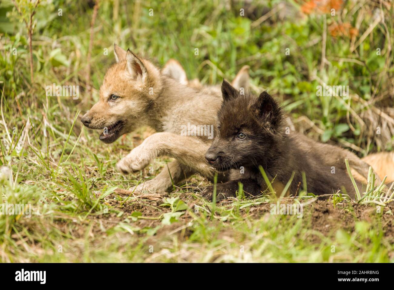 Two grey wolf pups just coming out of their den, near Bozeman, Montana ...