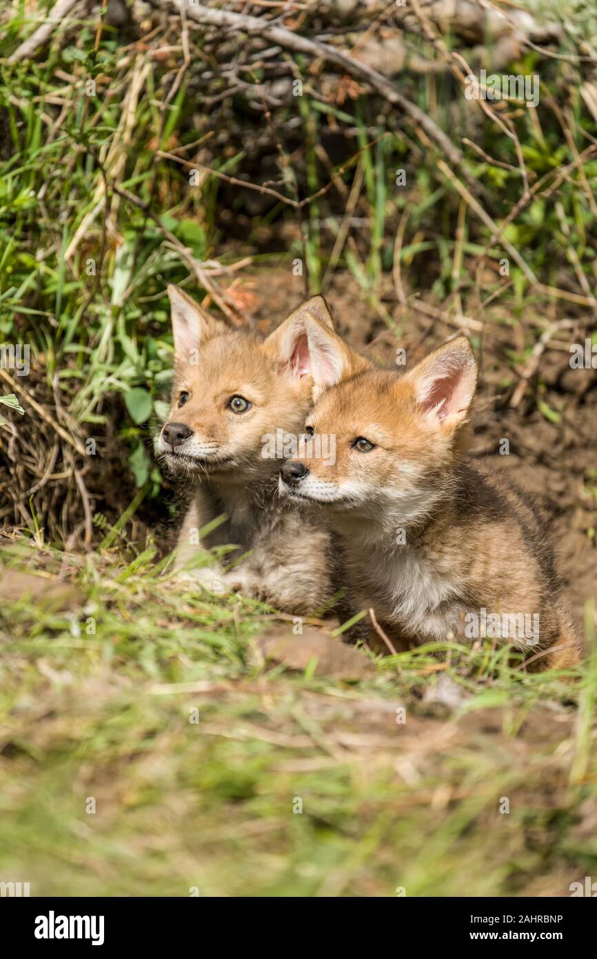 Wolf den hi-res stock photography and images - Alamy