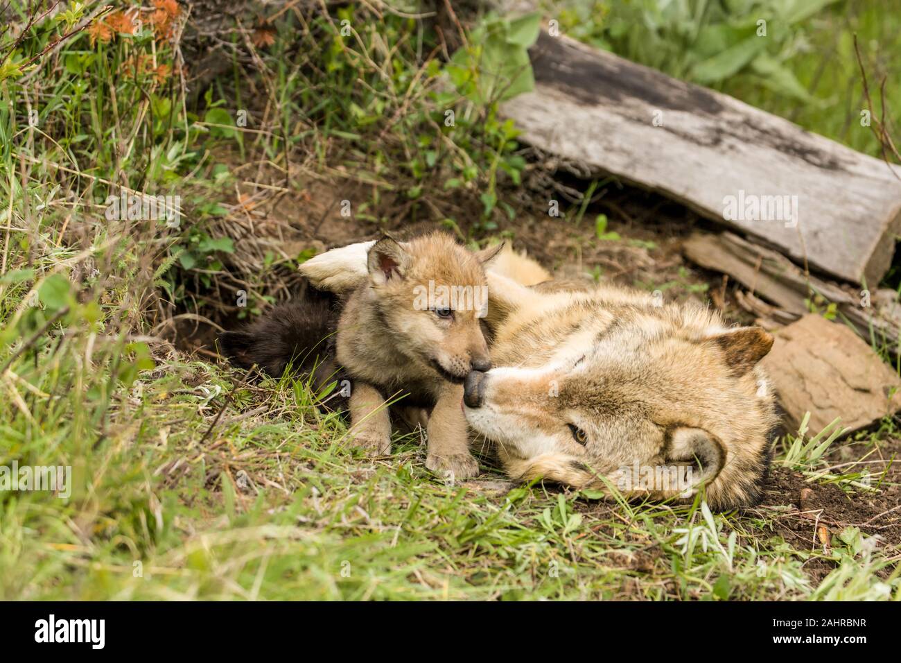 Wolf sniffing hi-res stock photography and images - Alamy