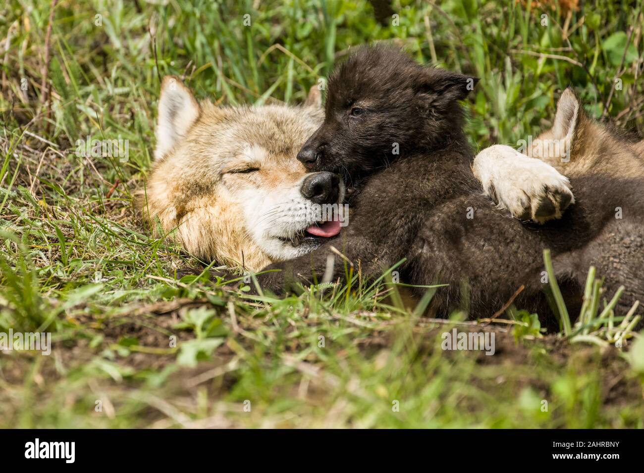 Wolf sniffing hi-res stock photography and images - Alamy