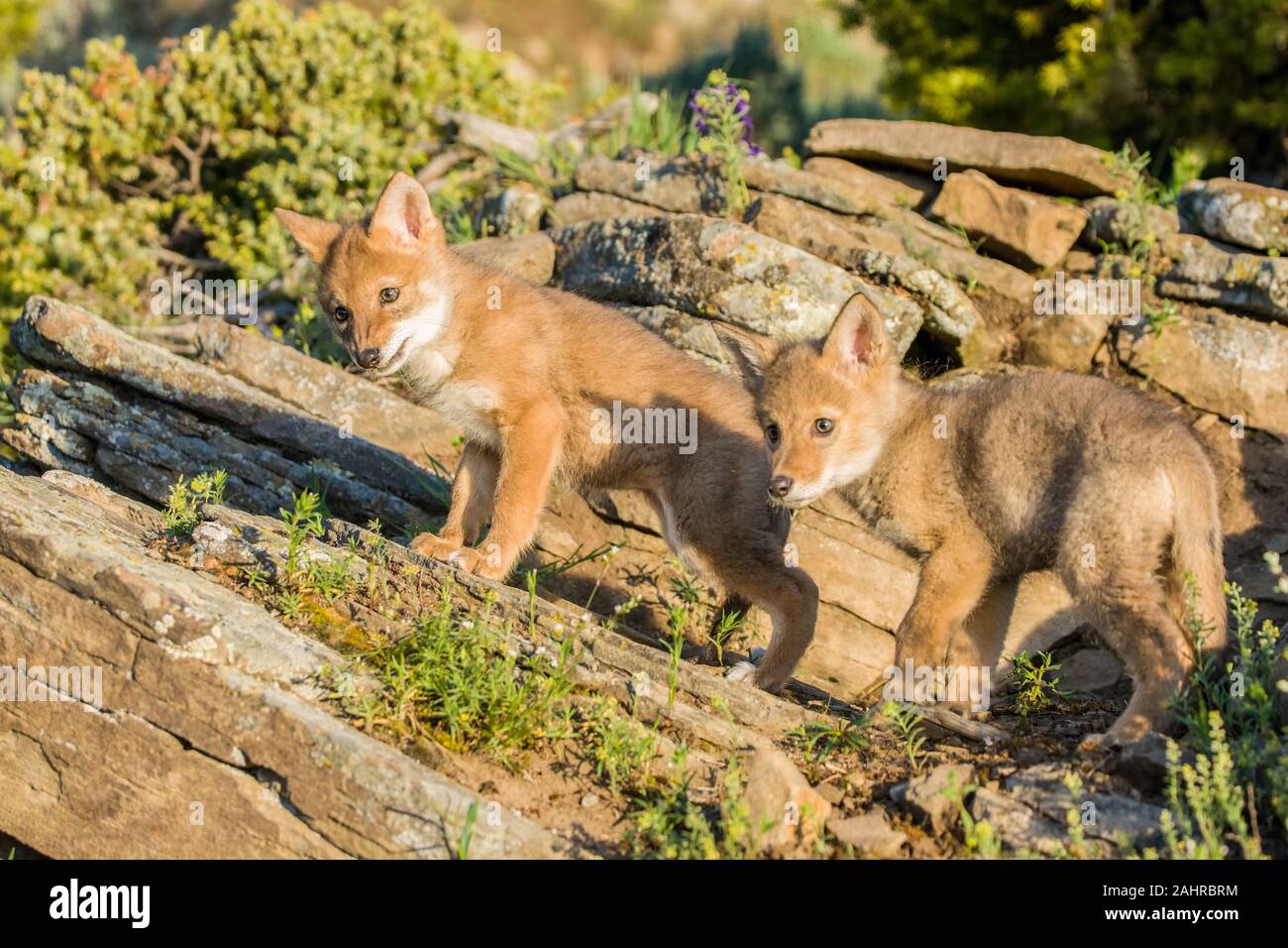 Baby grey wolf hi-res stock photography and images - Alamy