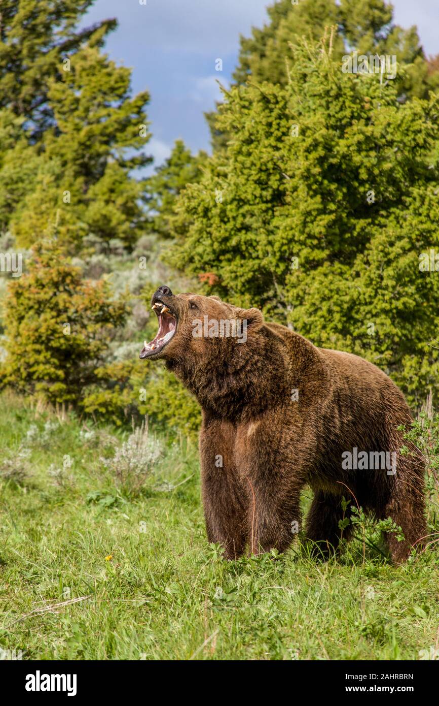 Grizzly bear showing teeth hi-res stock photography and images - Alamy