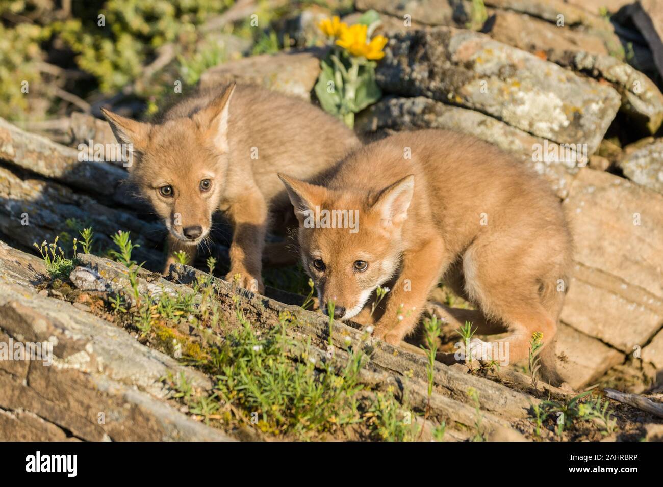 Wolf sniffing hi-res stock photography and images - Alamy