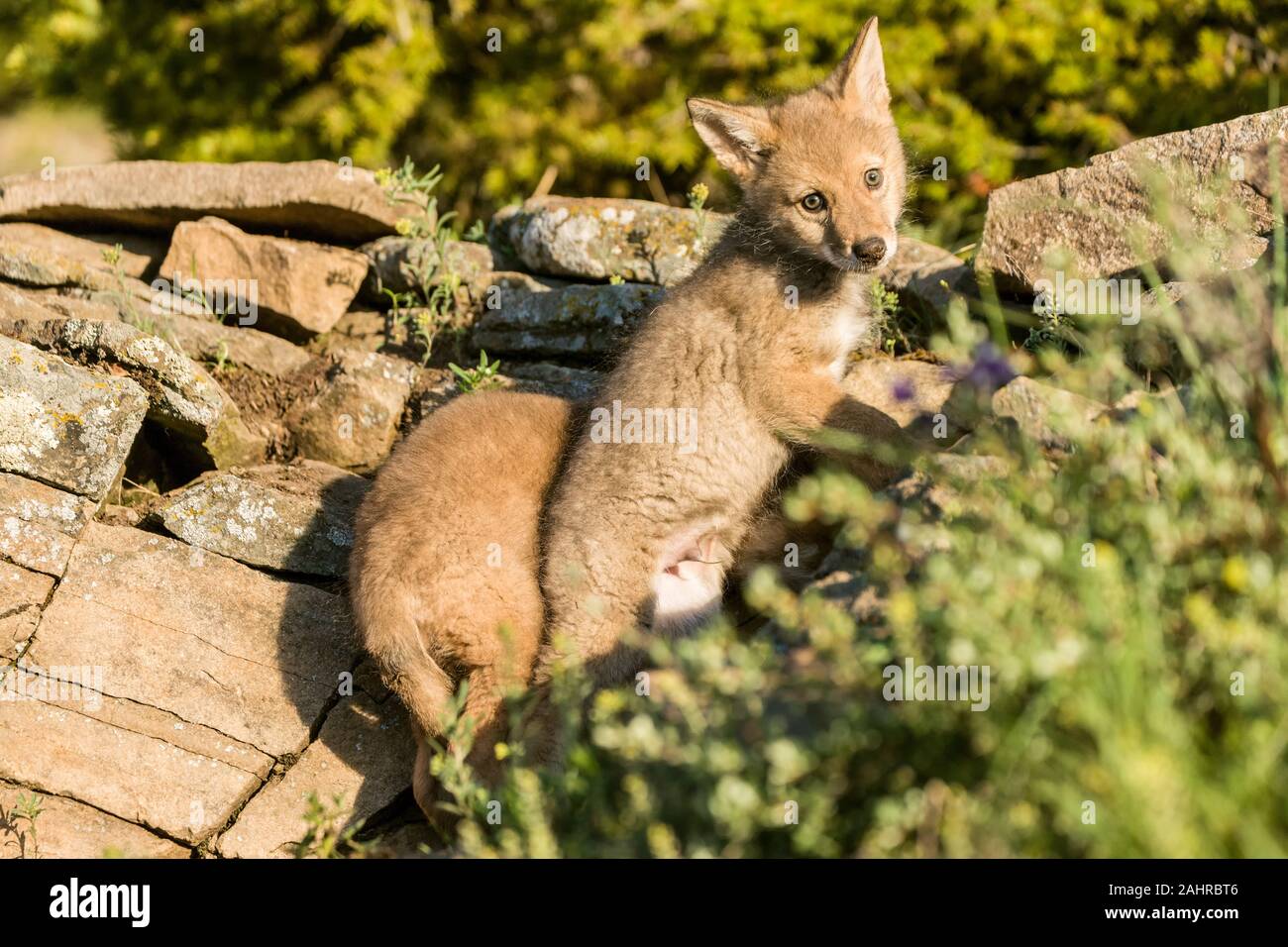 Two baby Grey Wolf pups climbinb on rocks near Bozeman, Montana, USA ...