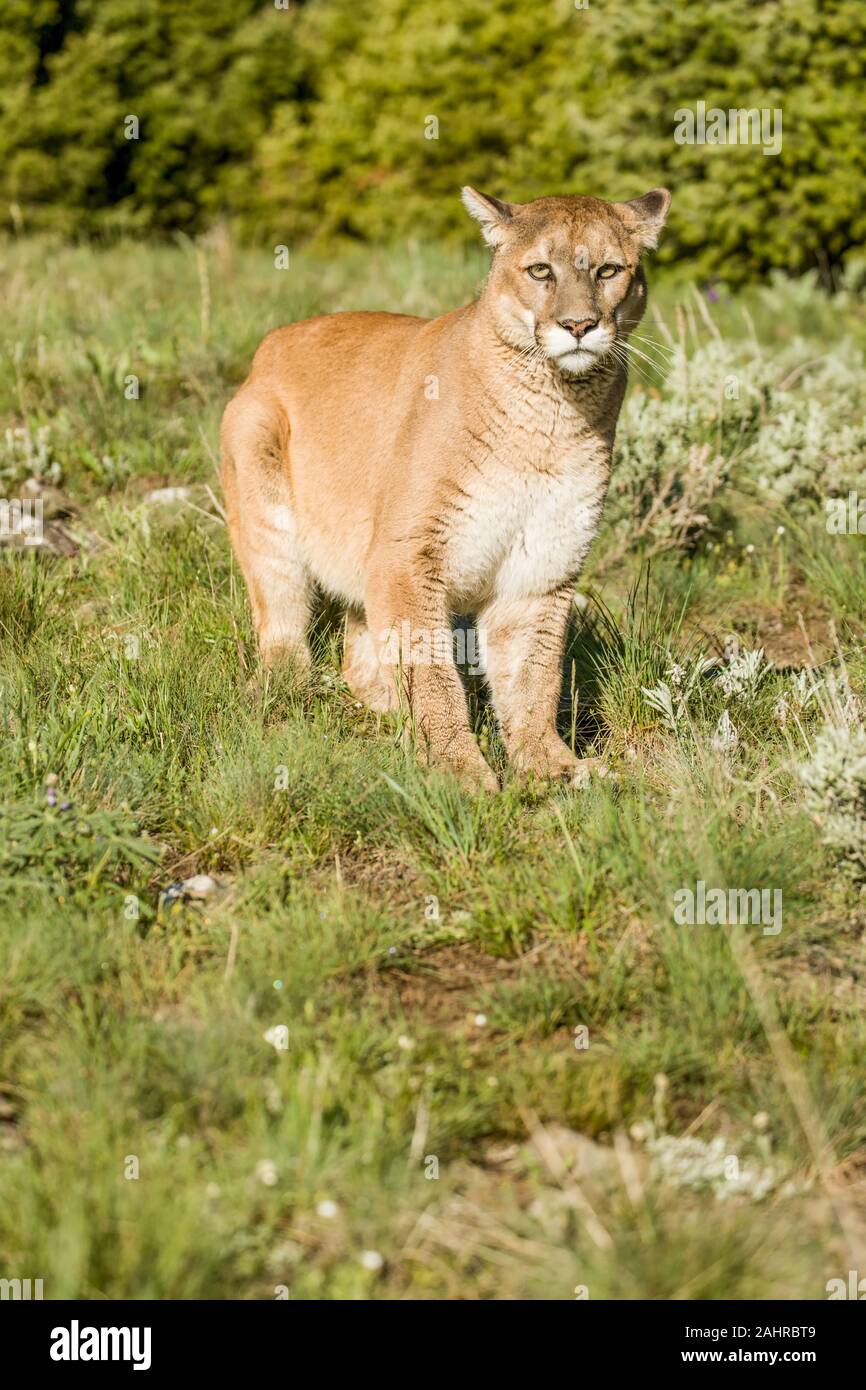 Mountain lion usa hi-res stock photography and images - Alamy