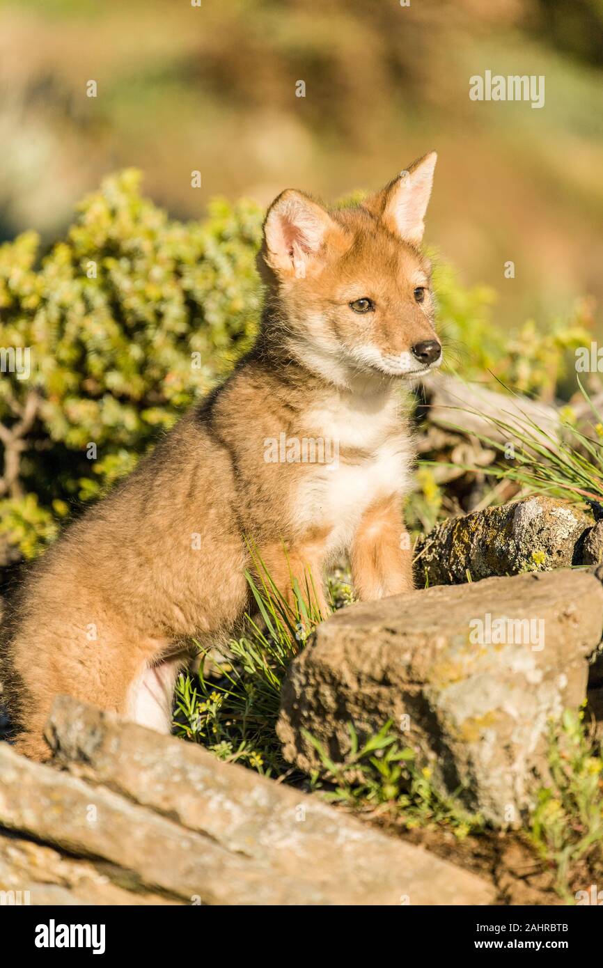 Baby Grey Wolf pup on rocky cliff near Bozeman, Montana, USA. Captive ...