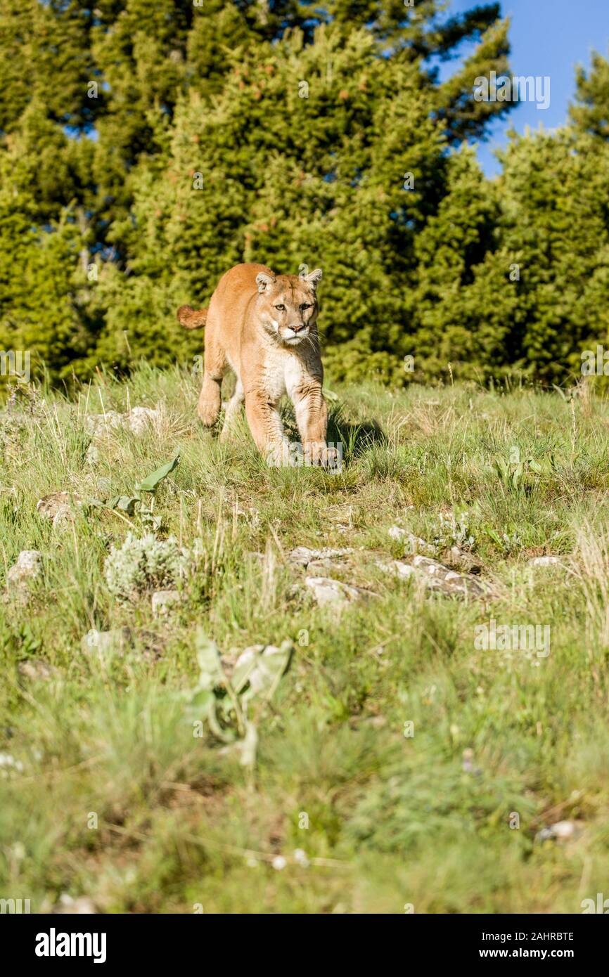 Adult mountain lion hi-res stock photography and images - Alamy