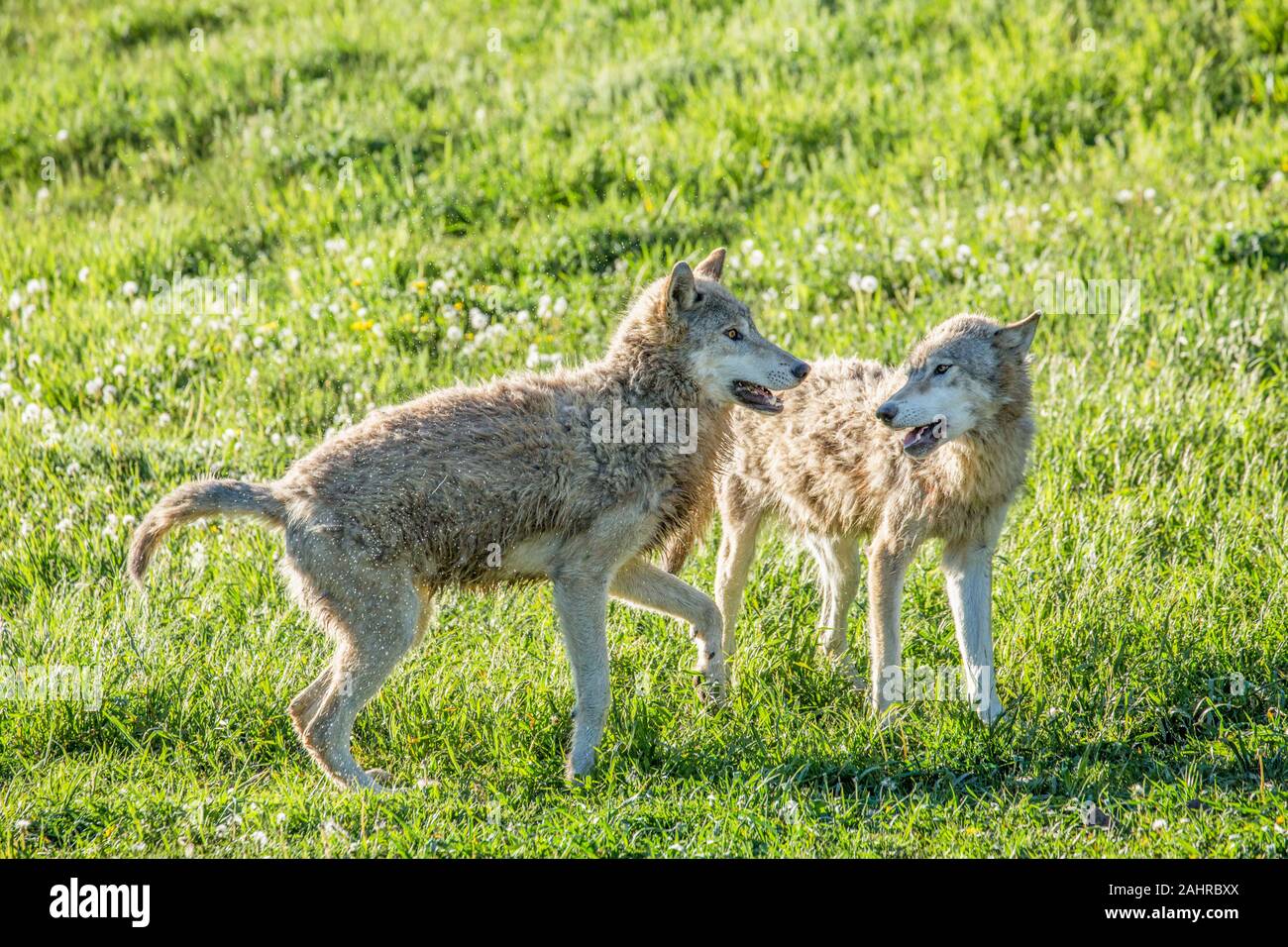 Two Adult Gray Wolves trying to establish dominance as they wrestle in ...