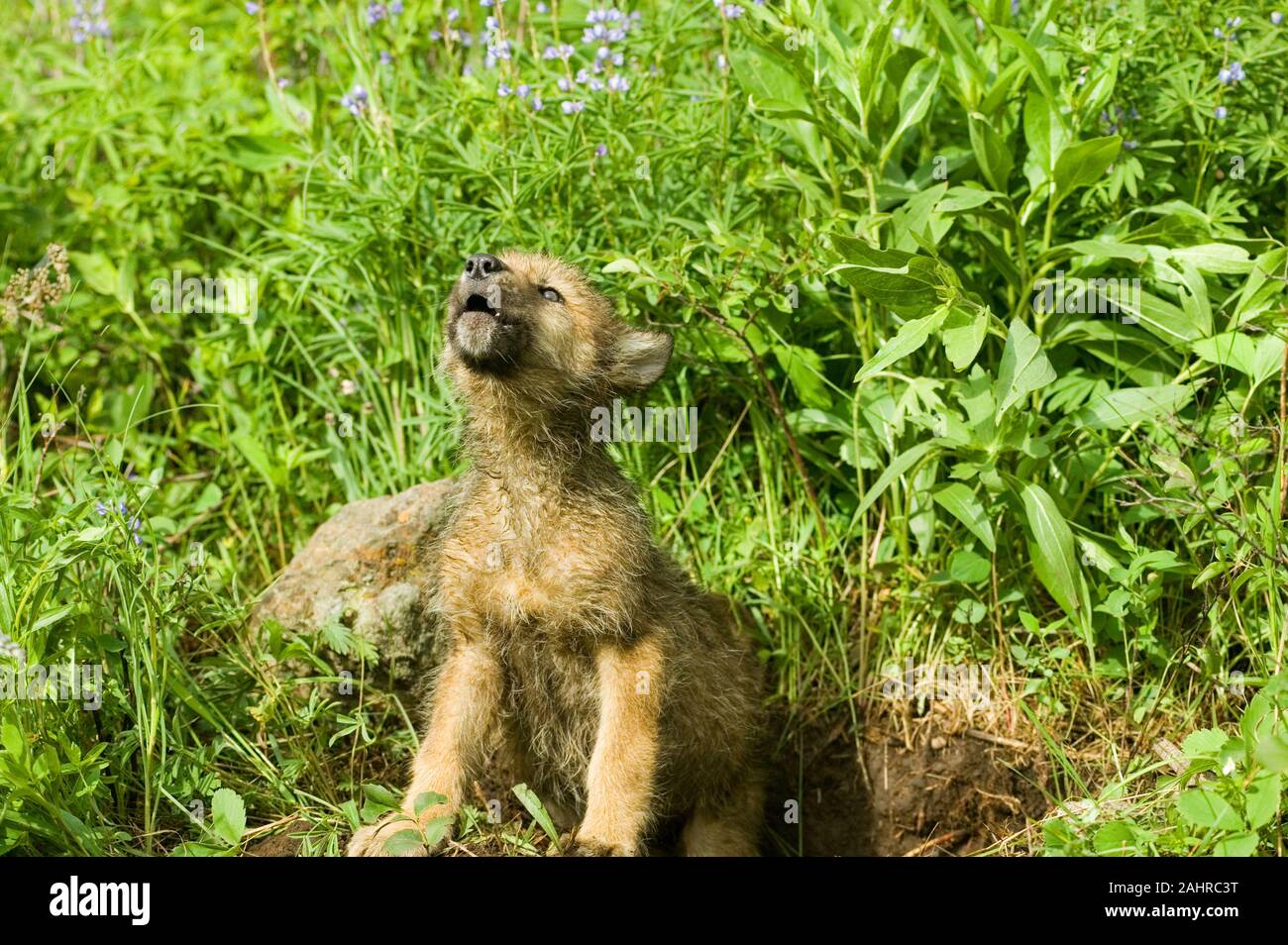 Wolf den entrance hi-res stock photography and images - Alamy