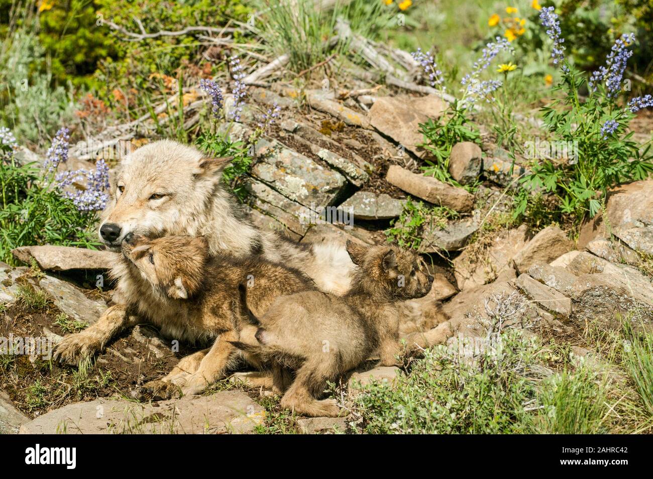Mother and two Grey Wolf pups at the entrance to their den, near ...