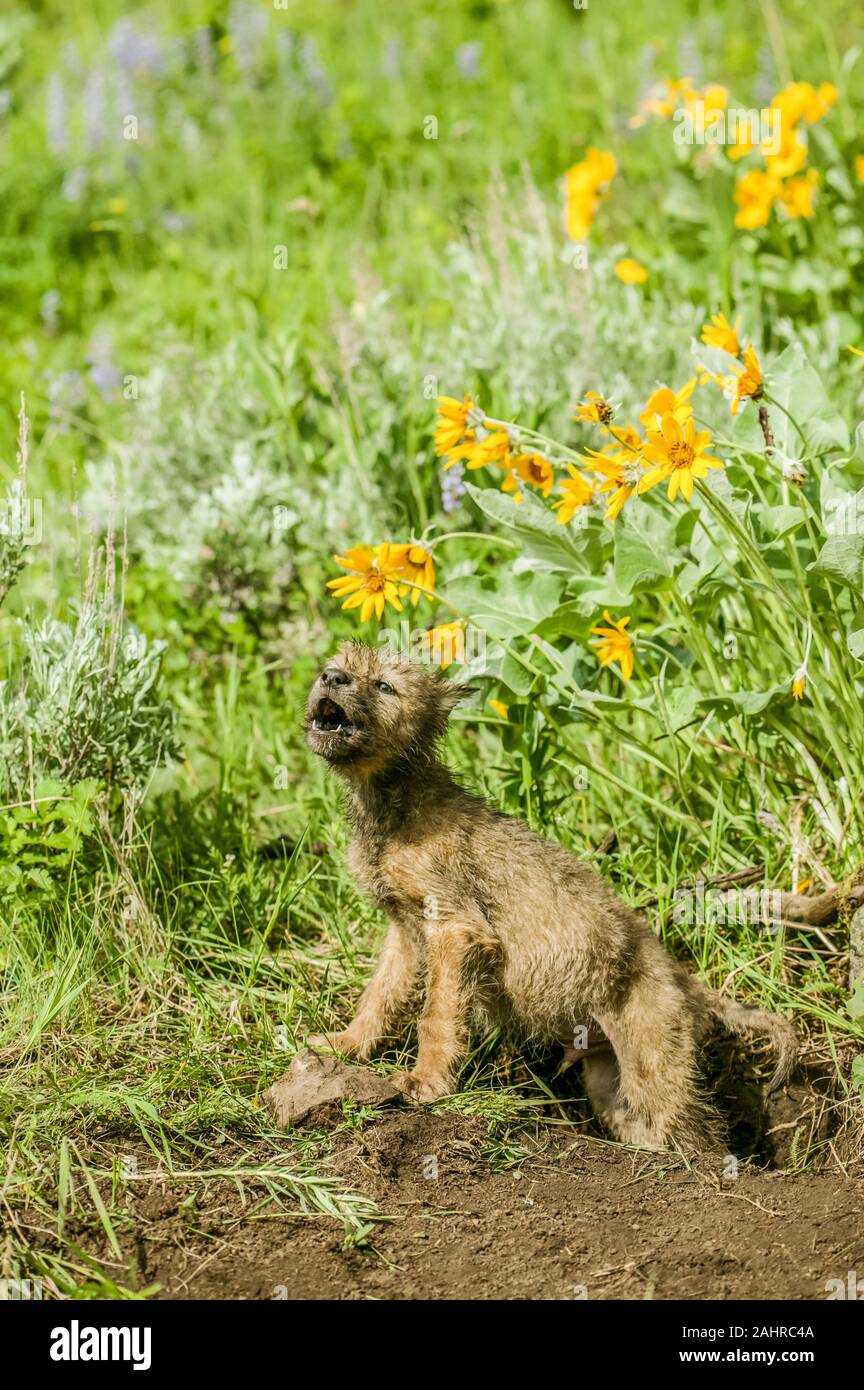 Red Wolf Pup Howling