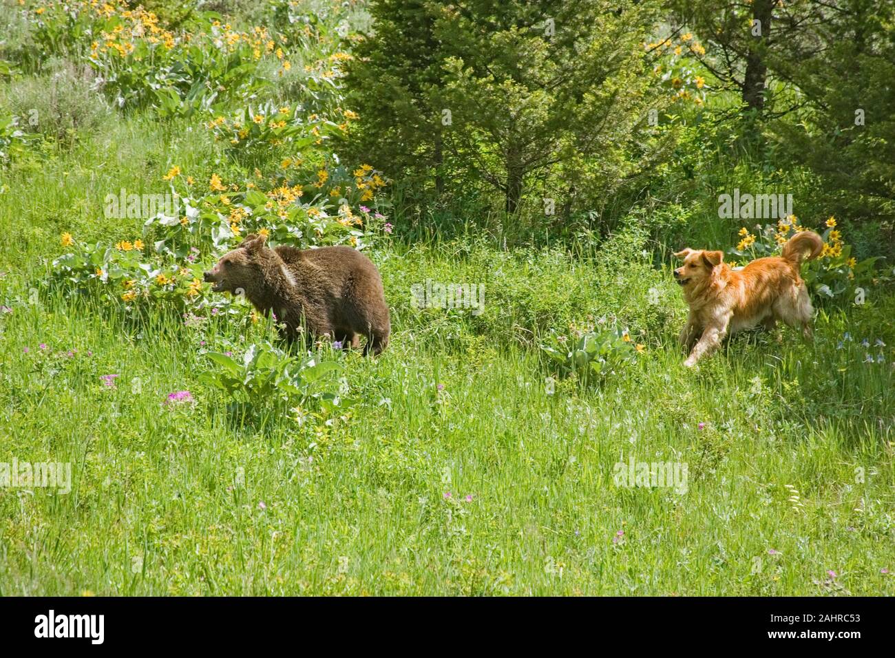Young Grizzly Bear being chased by a dog in a meadow near Bozeman ...