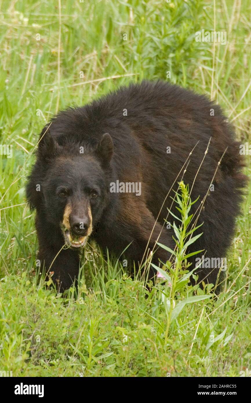 Growling black bear hi-res stock photography and images - Alamy