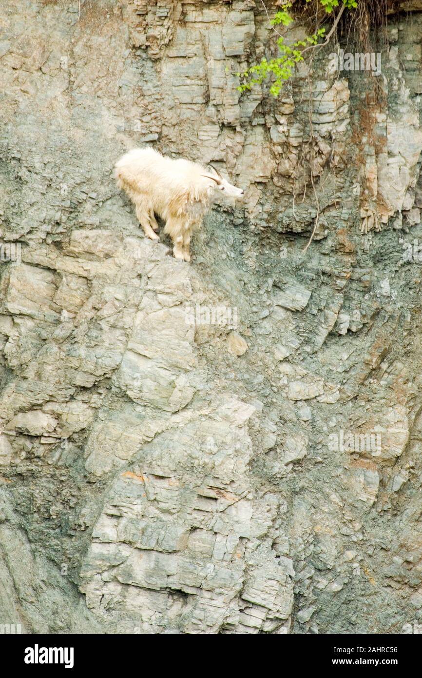Mountain Goat On Steep Cliff