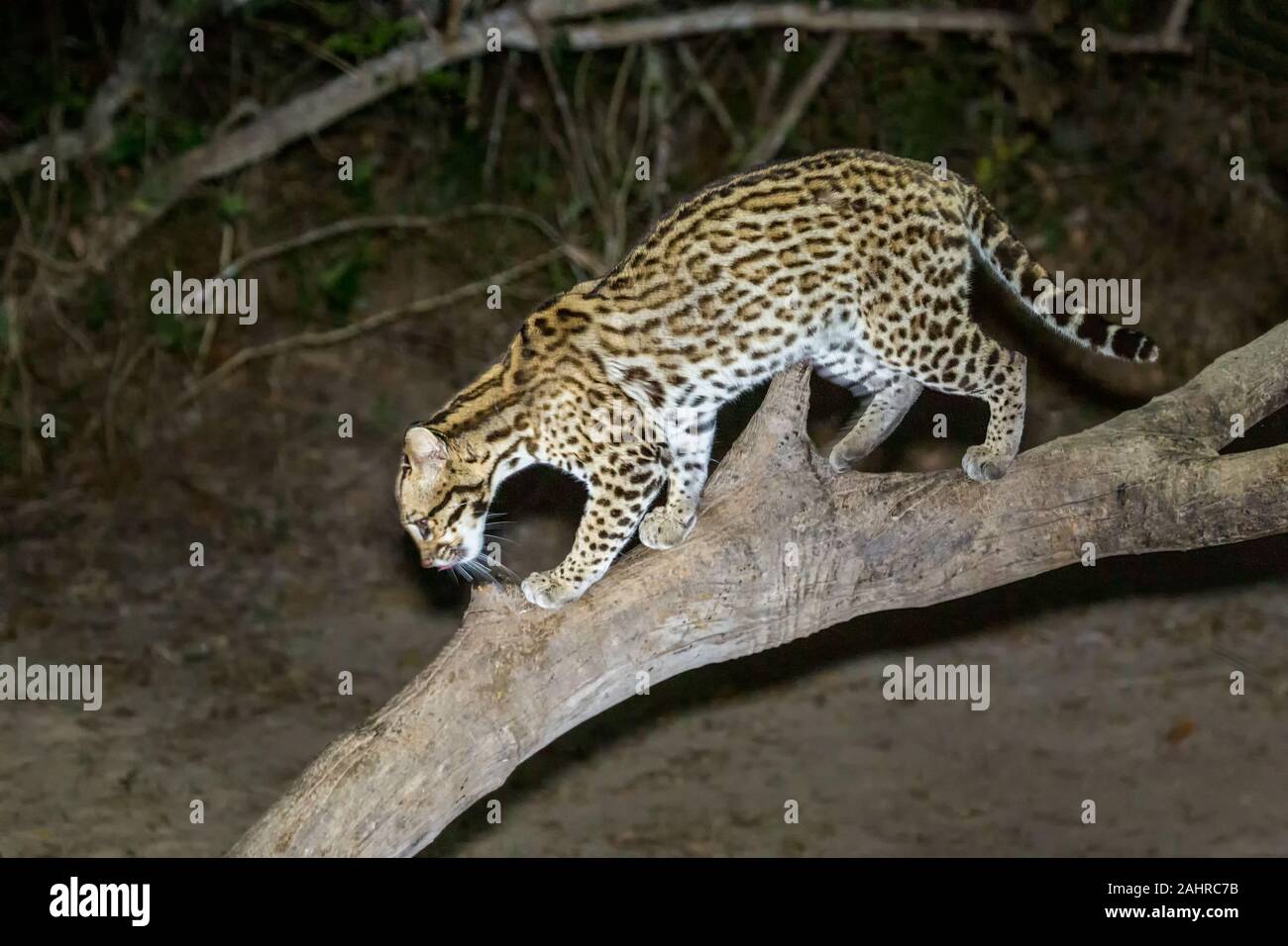 Ocelot at night time with a spotlight on it in the Pantanal region of ...