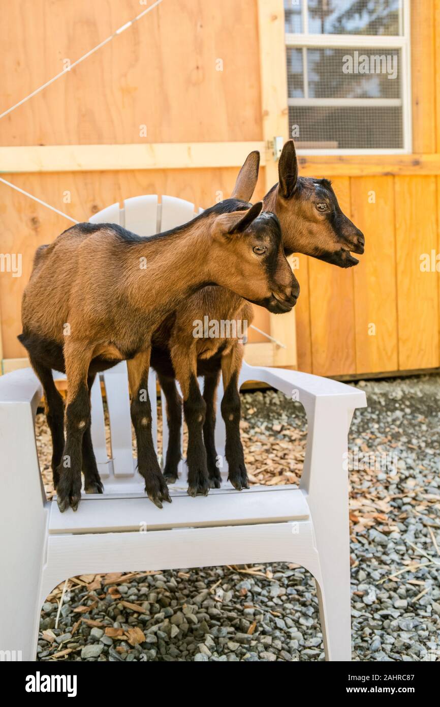 Two 11 week old Oberhasli goats posing on a white plastic chair in ...