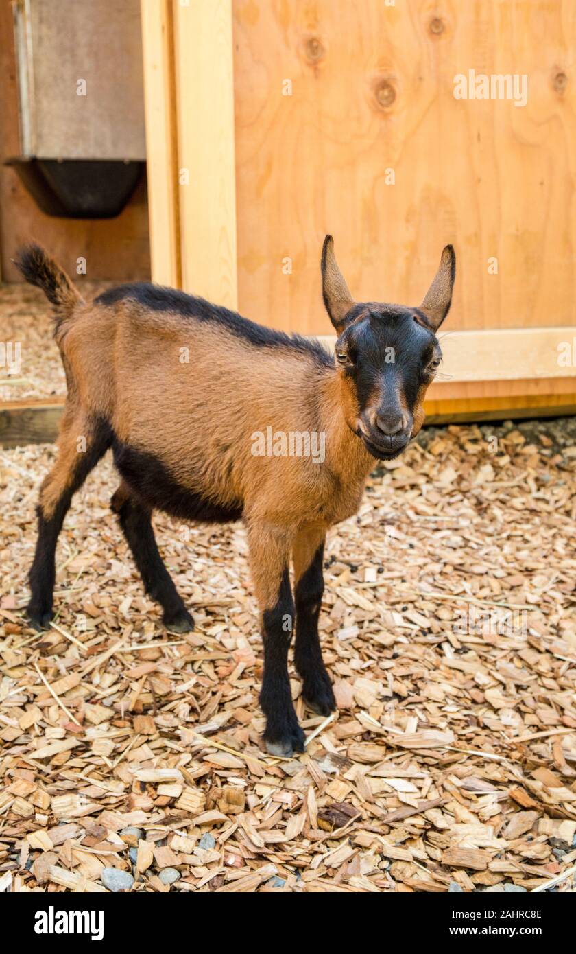 Juvenile goat hi-res stock photography and images - Alamy