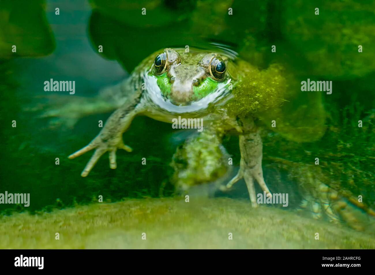 Galena, Illinois, USA. Green Frog in farm fish pond Stock Photo - Alamy