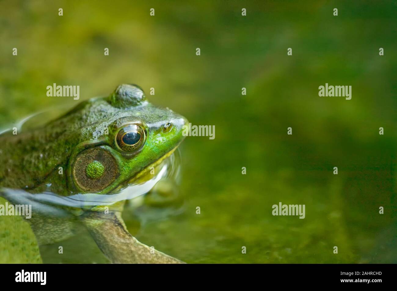 Galena, Illinois, USA. Green Frog in farm fish pond Stock Photo - Alamy