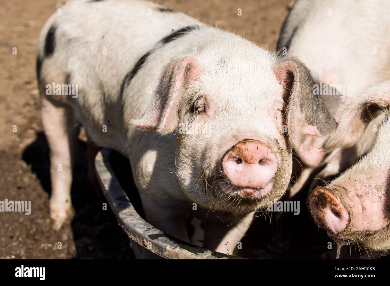 Pig feet hi-res stock photography and images - Alamy