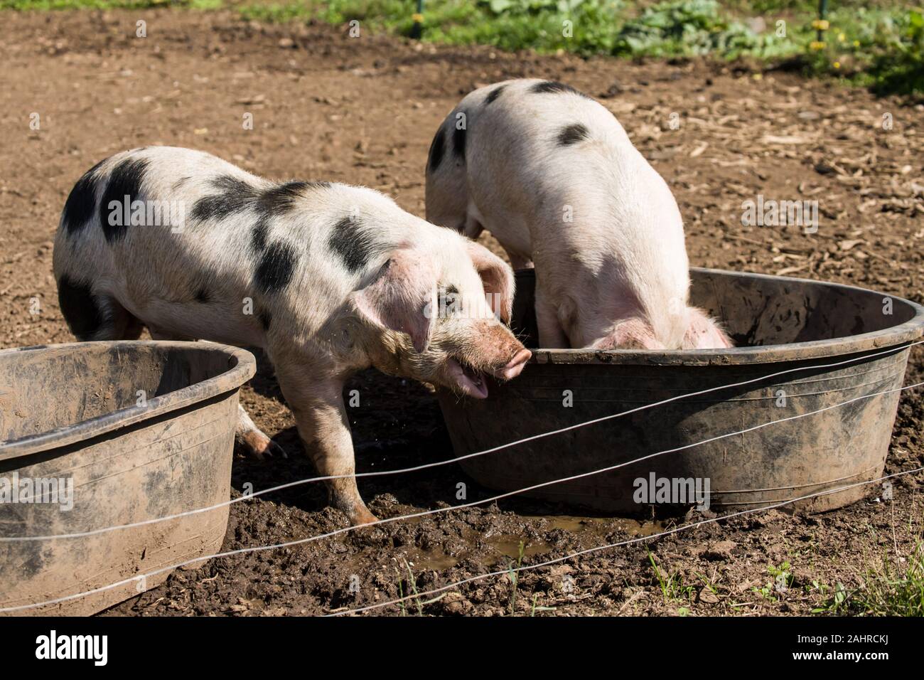Drinking tub hi-res stock photography and images - Alamy