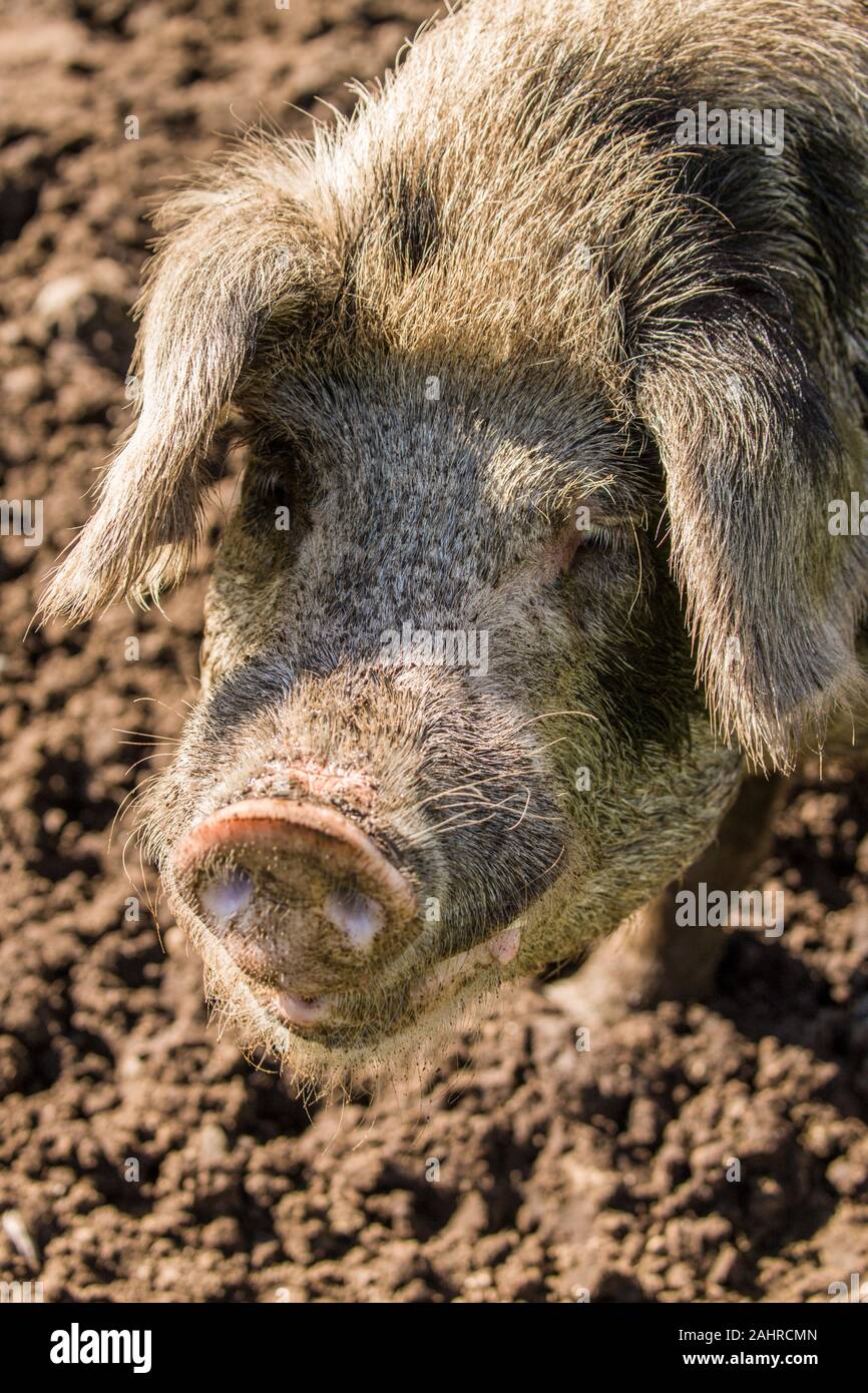 Gloucestershire Old Spots pig close-up in western Washington, USA Stock ...