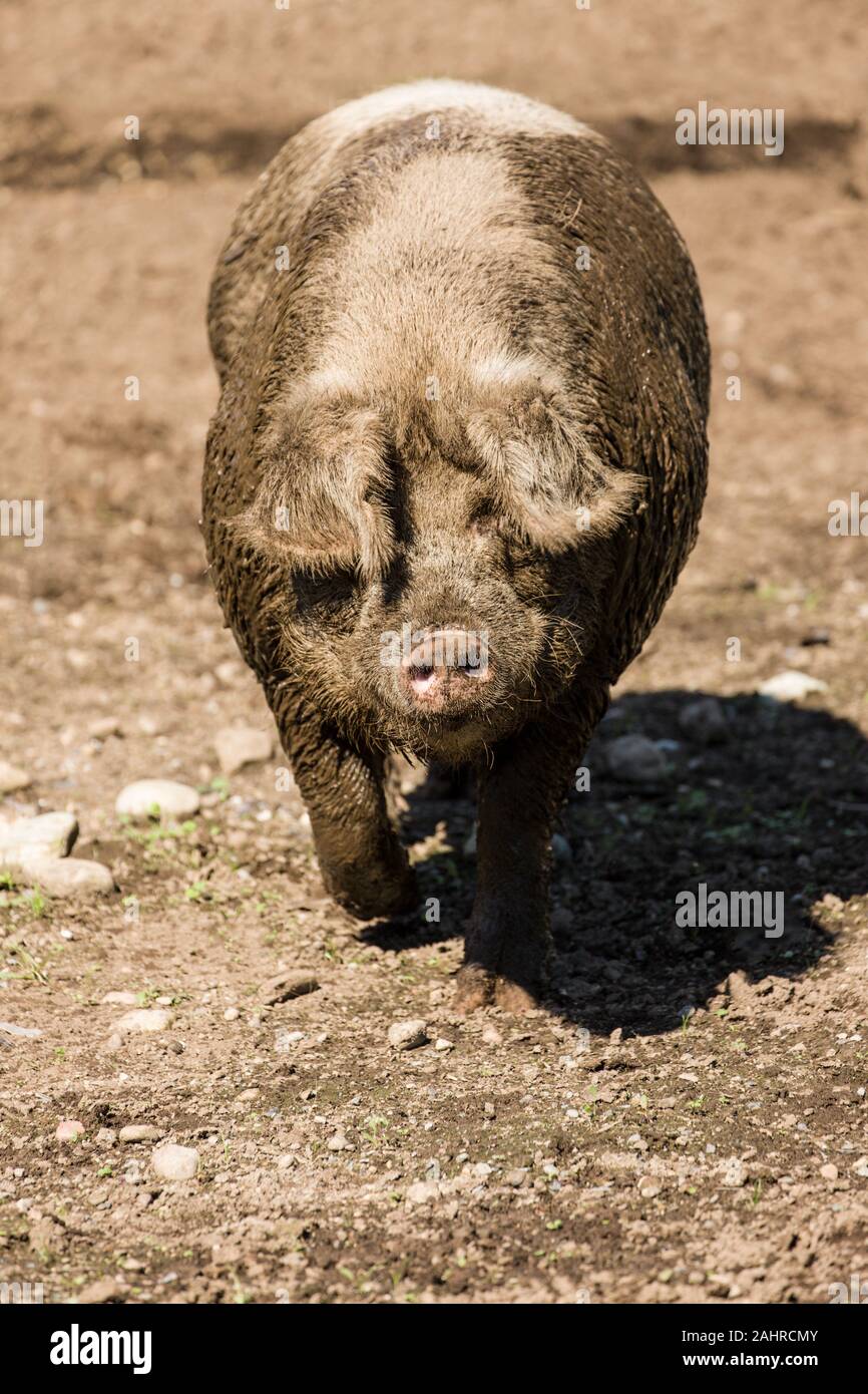 Muddy Gloucestershire Old Spots pig in western Washington, USA. Pigs ...
