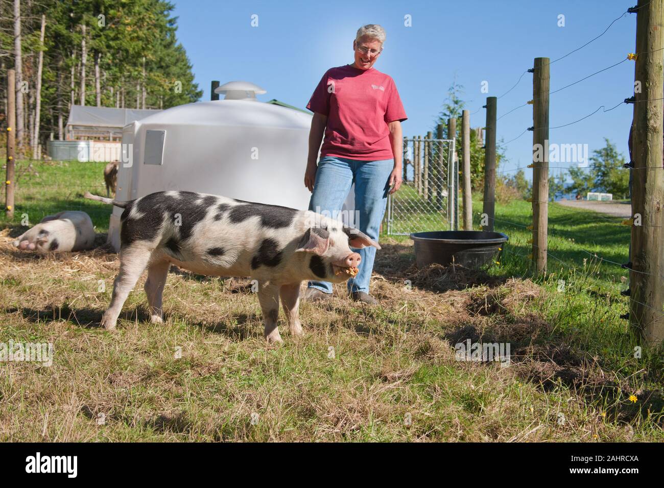 Gloucestershire Old Spots pig greeting visitors in Carnation ...