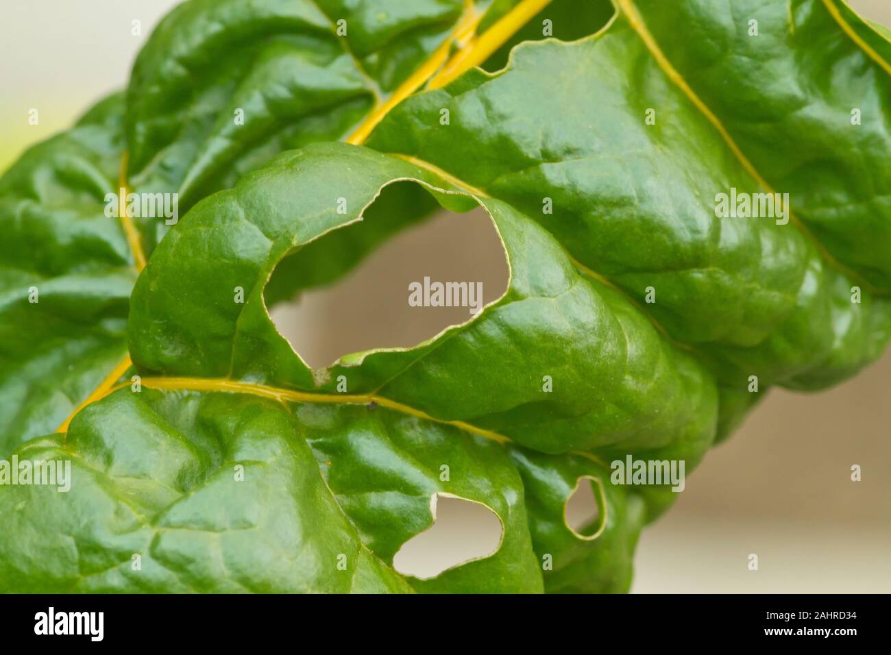 Leaves with slug damage hi-res stock photography and images - Alamy
