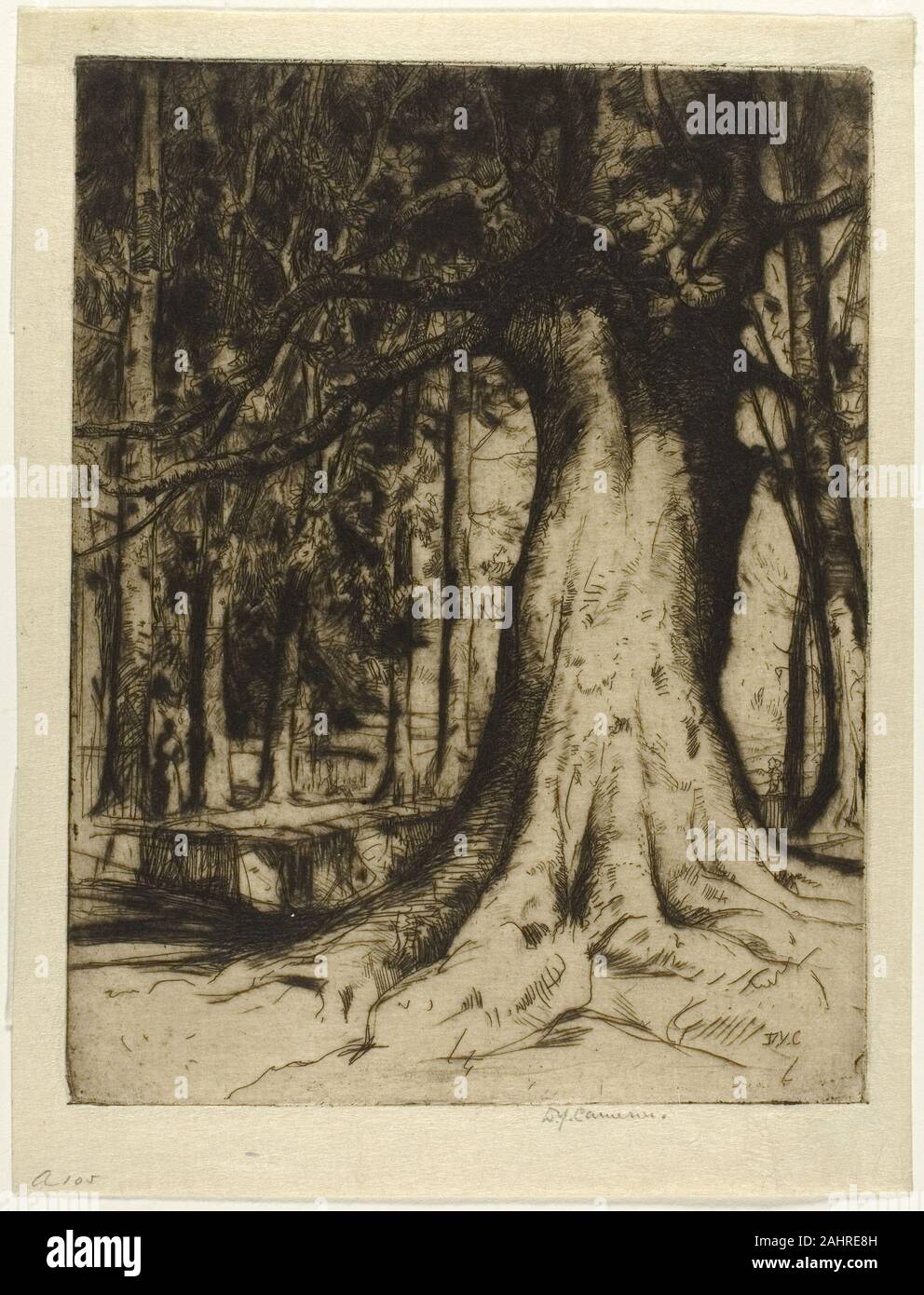 David Young Cameron. The Sycamore. 1905. Scotland. Etching and drypoint ...