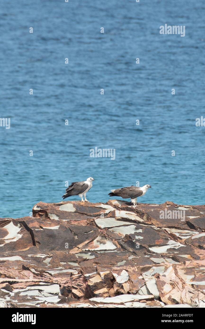 Two hawks hanging on the rock on sea background Stock Photo - Alamy