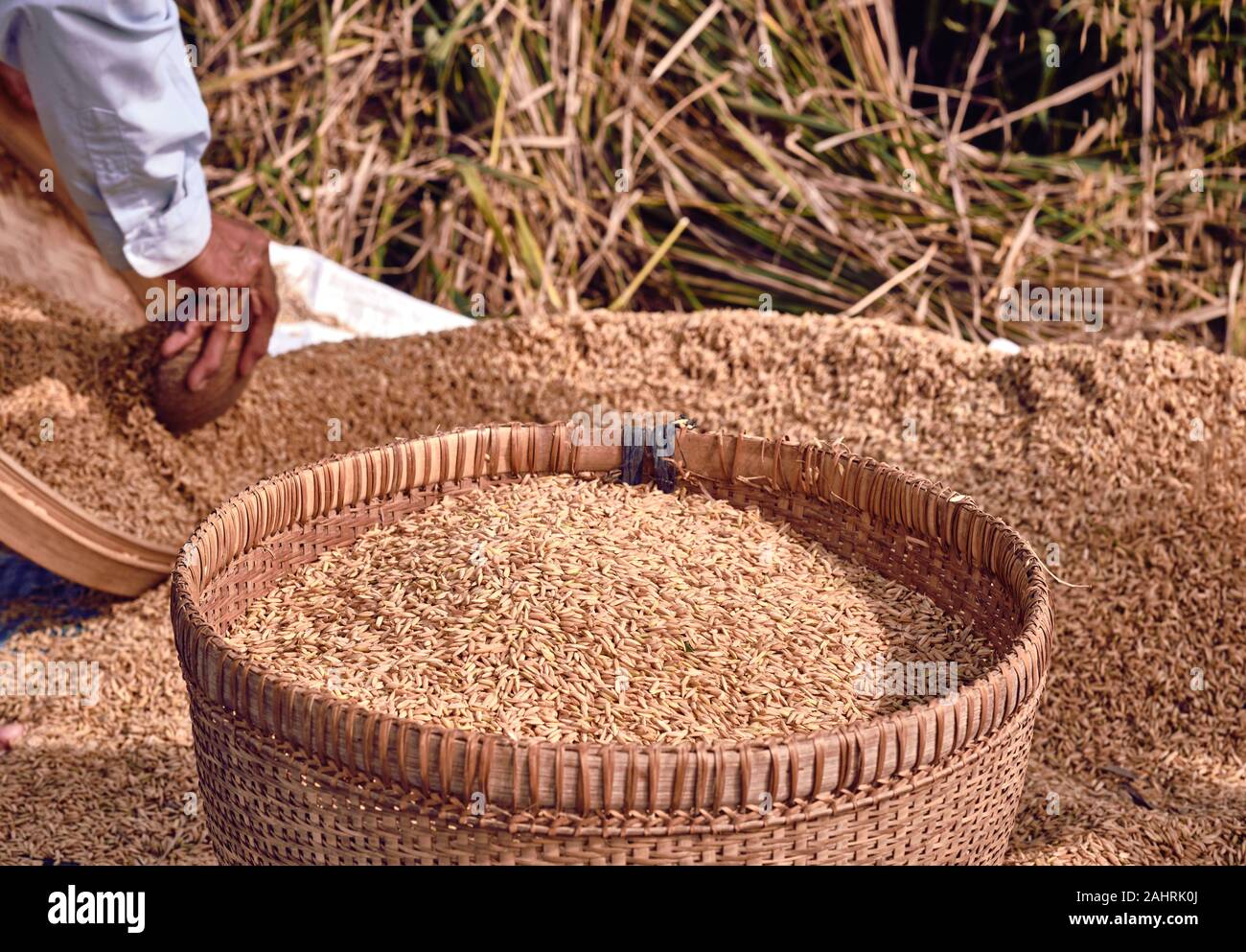 Organic brown rice in weave rattan basket trays on dry straw background ...