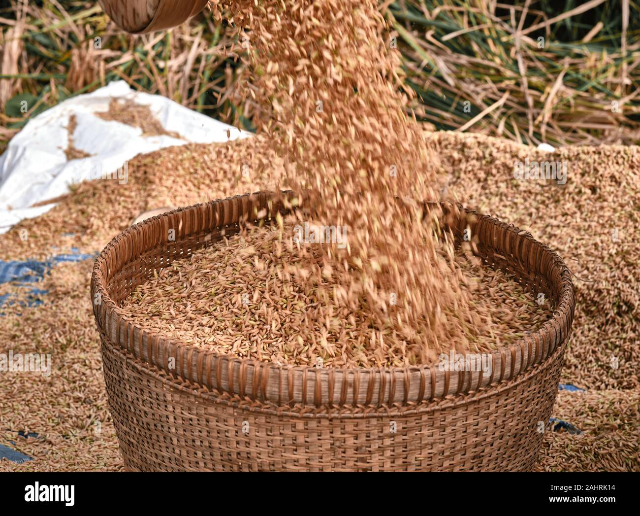 Organic brown rice in weave rattan basket trays on dry straw background ...